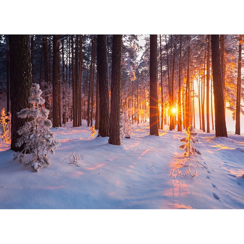Snow Winter Forest Photography Backdrops Shrubbery Nature Scenery Ferns ...
