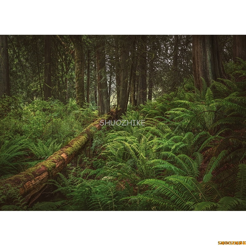 Snow Winter Forest Photography Backdrops Shrubbery Nature Scery Ferns ...
