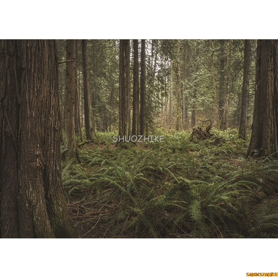 Snow Winter Forest Photography Backdrops Shrubbery Nature Scery Ferns ...