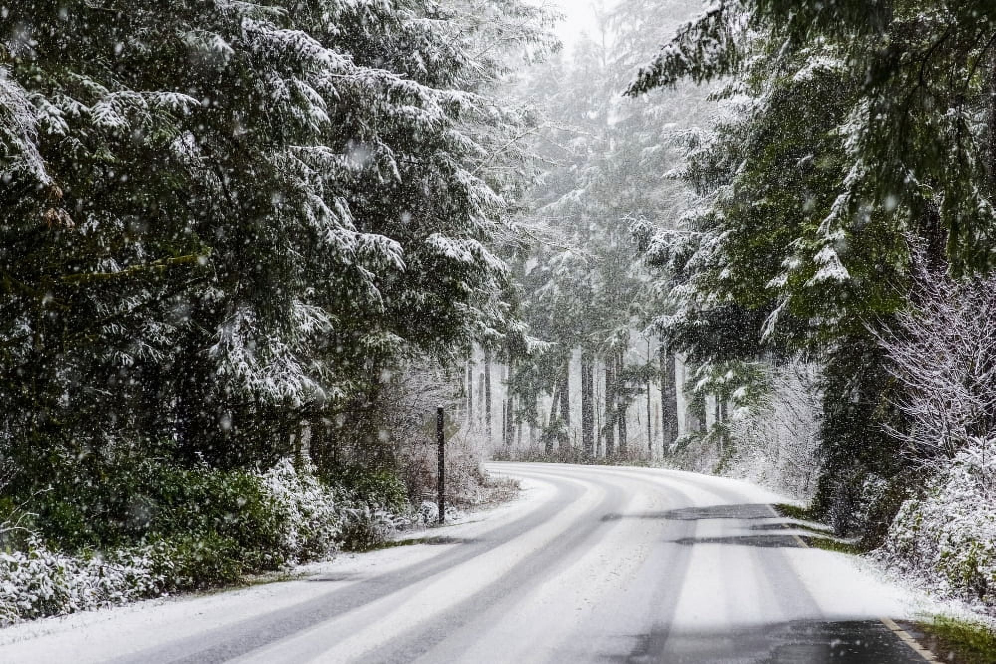 Snow falls on trees and a road in Clatsop County; Astoria, Oregon ...