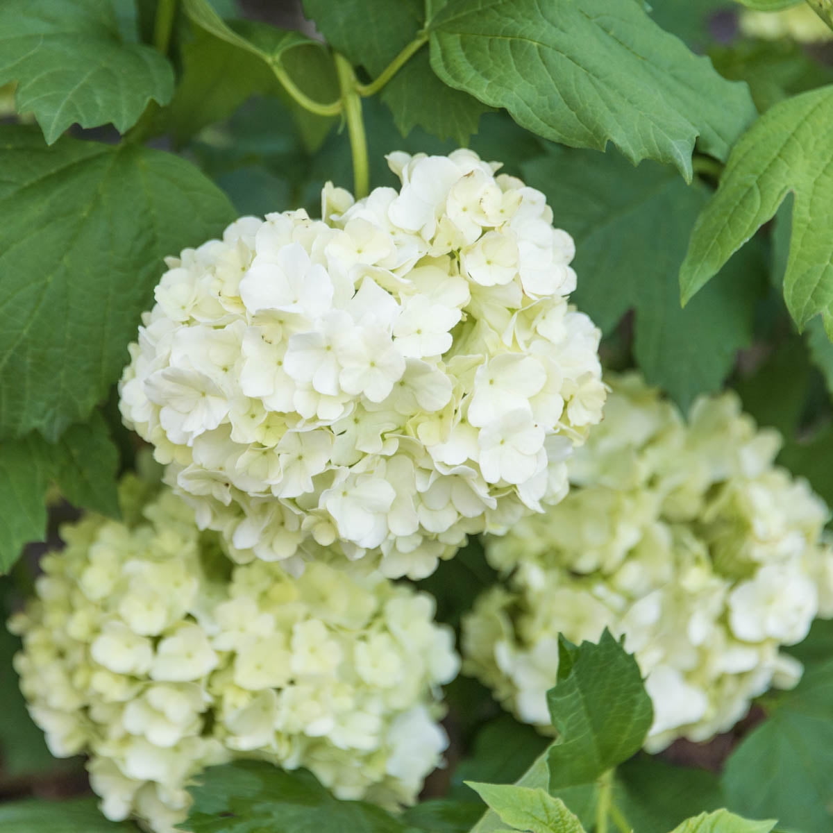 Hardy Snowball Viburnum Live Plant - Fall Garden Shrub, Outdoor Foliage ...