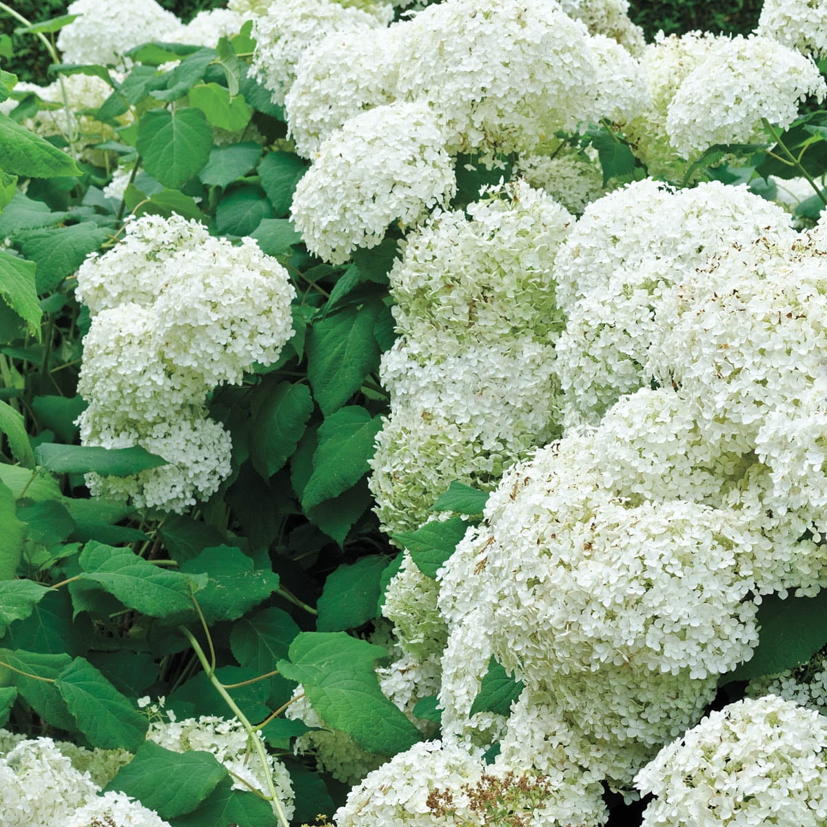 Viburnum Snowball Bush Flowering Shrub, 2.25 Gallon Pot (1-Pack), Ideal ...