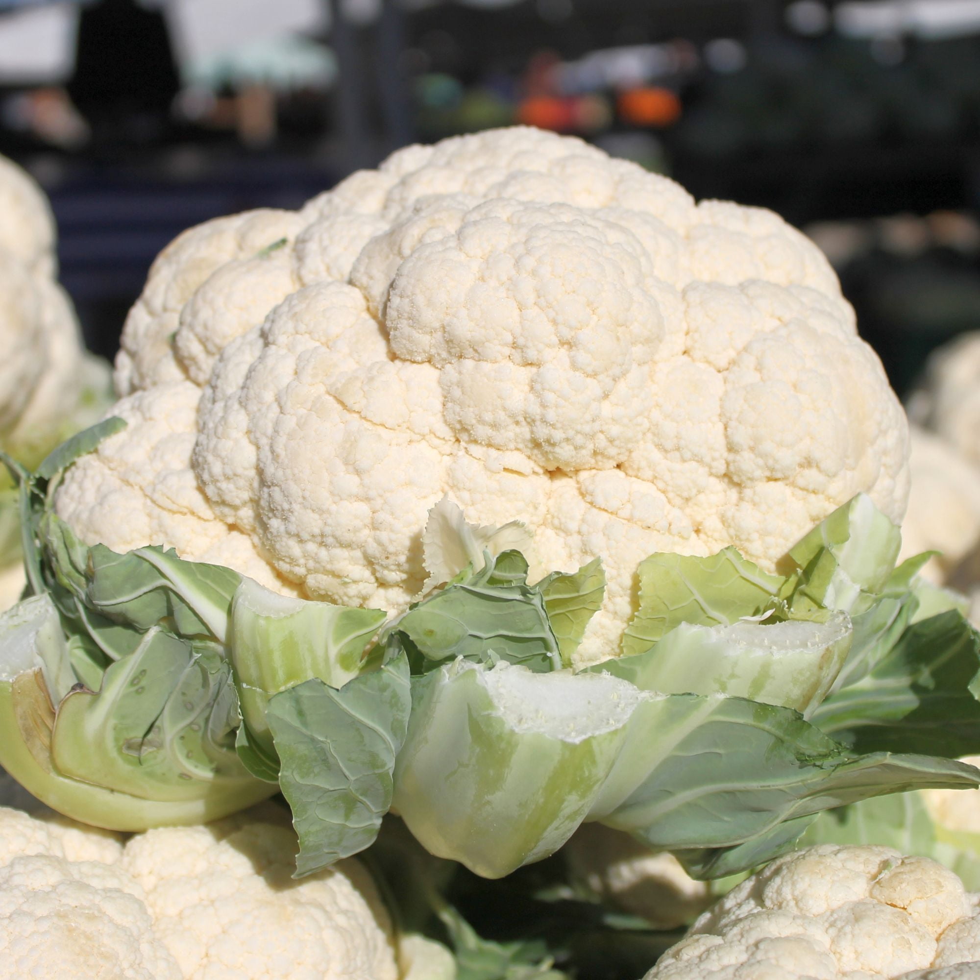 Snowball A Cauliflower 4 Gram ~950 Seeds – 55 Days – Brassica oleracea ...