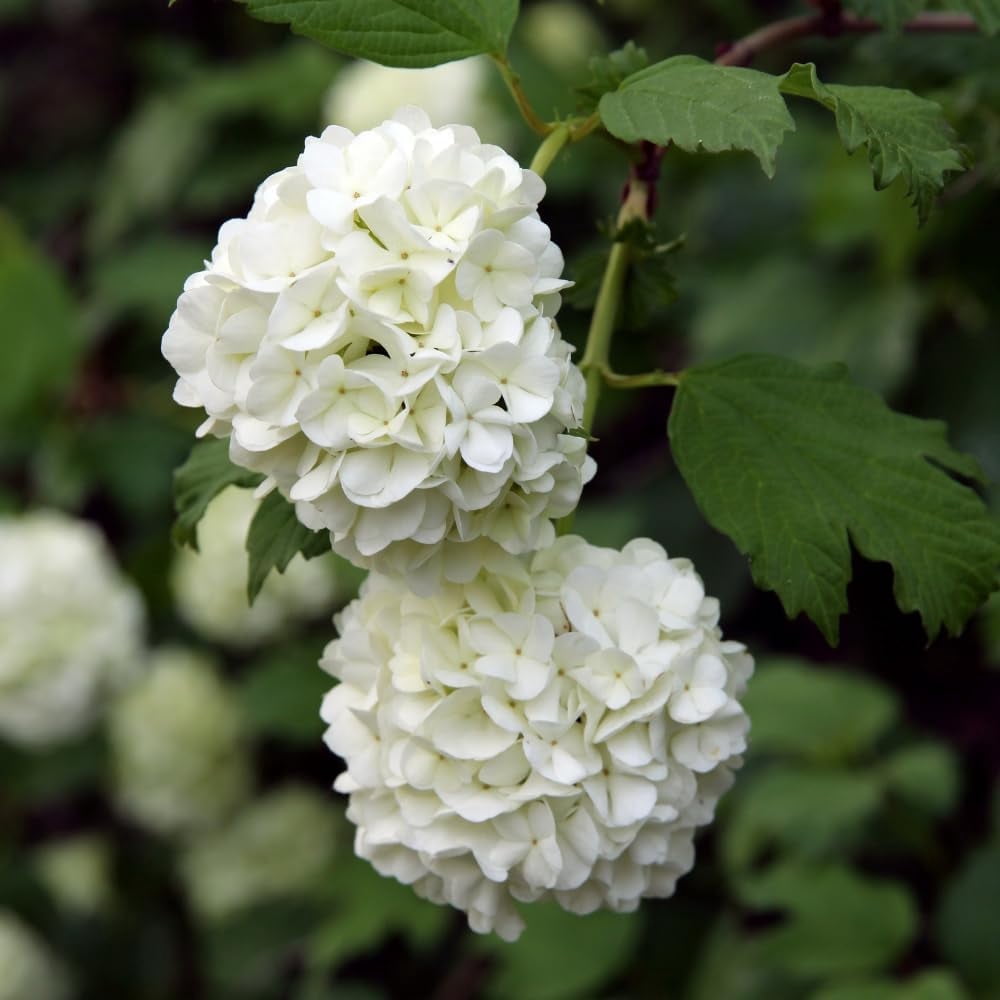 Snowball Viburnum Live Plant, Viburnum Flowering Shrub Potted for ...