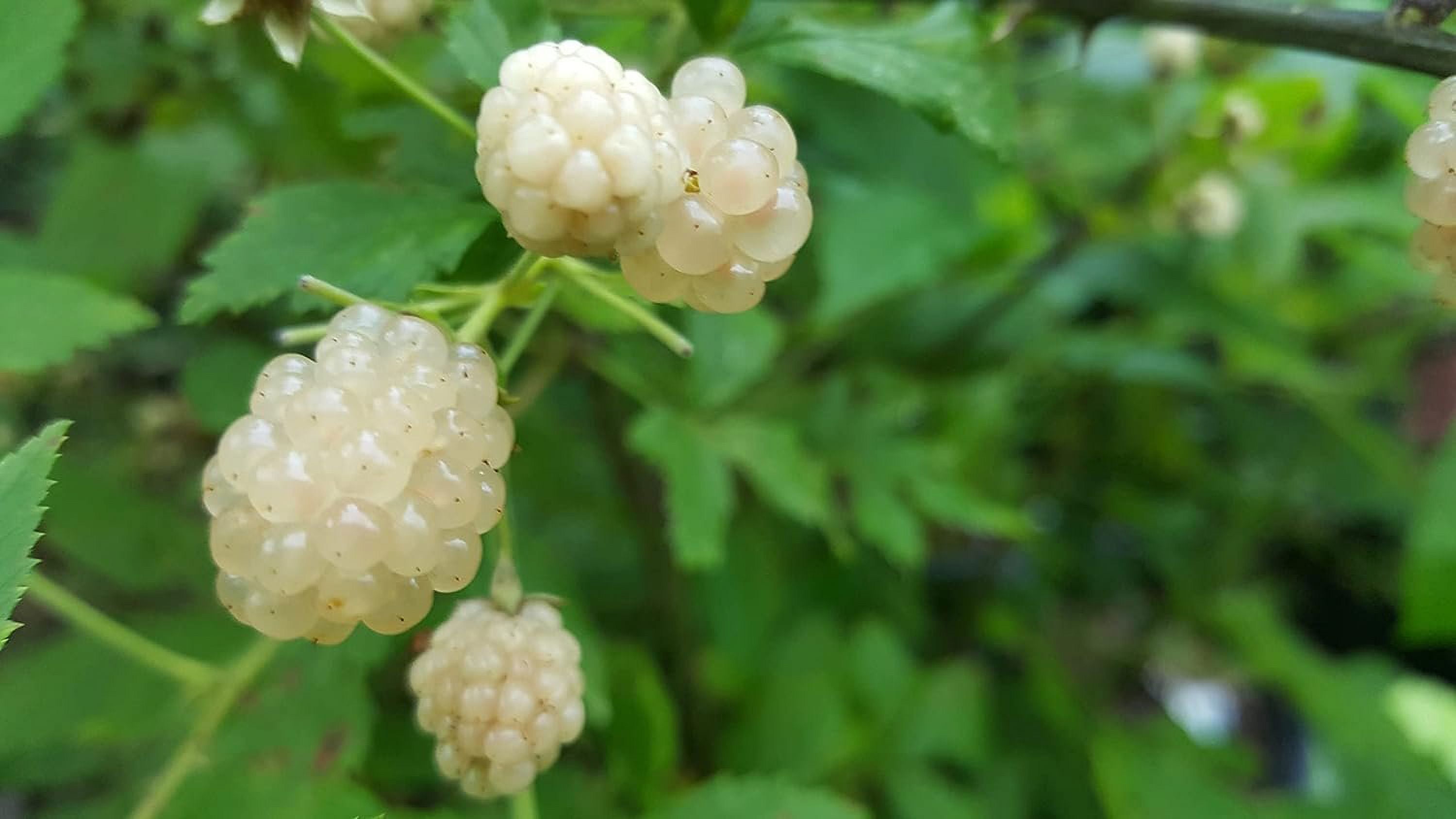 Snowbank White BlackBerry Plant - Live Plant in a 2 Inch Pot - Rubus ...
