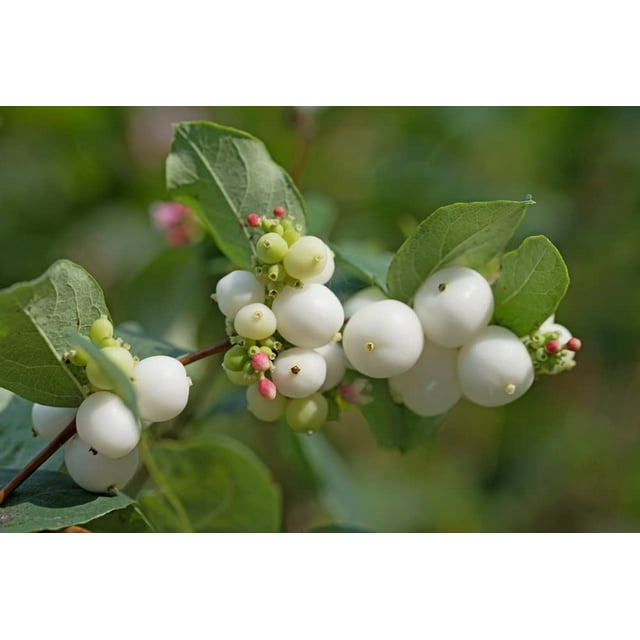 Snowberry Bush Seedlings for Planting - Symphoricarpos Albus (1 ...