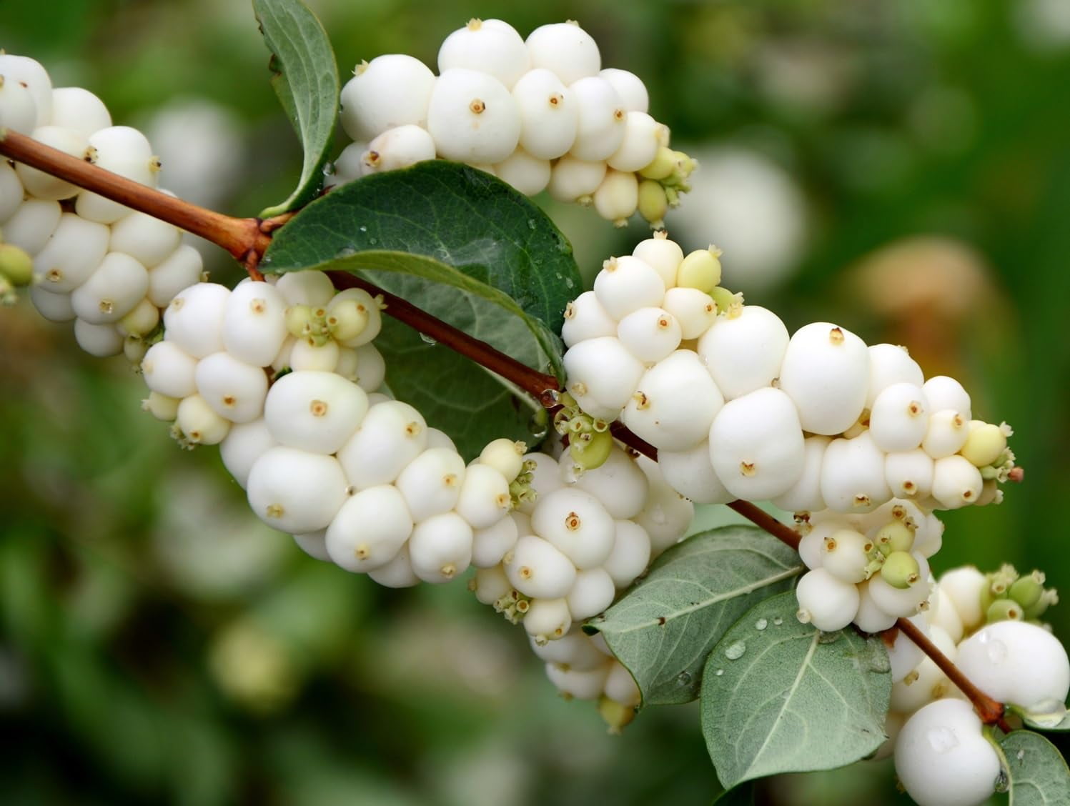 Snowberry Bush Seedlings for Planting - Symphoricarpos Albus (1 ...
