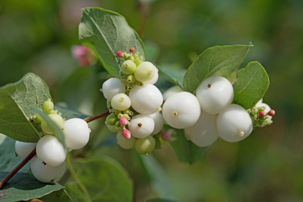 Snowberry Bush Seedlings for Planting - Symphoricarpos Albus (3 ...