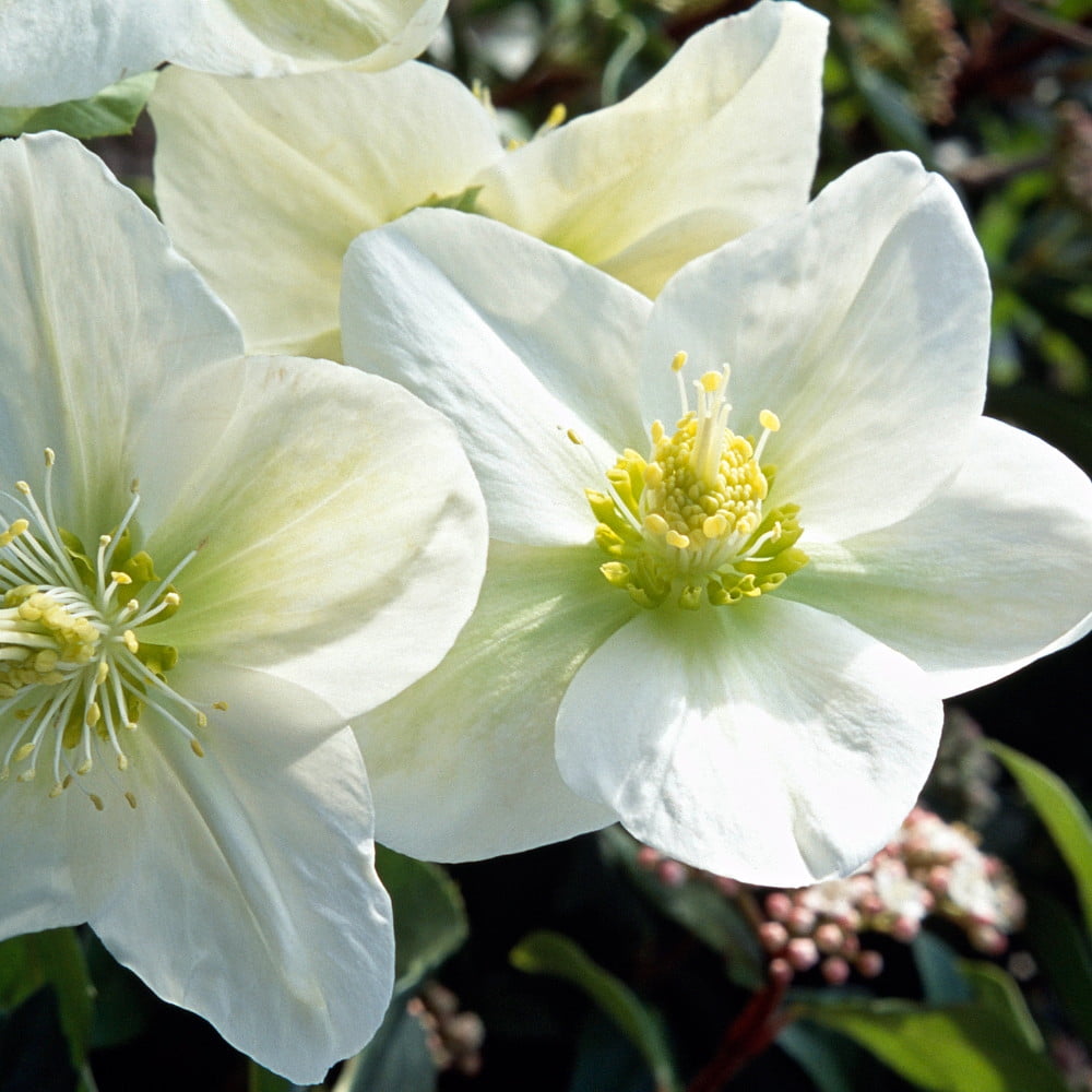 Snowbird Lenten/Christmas Rose - Helleborus - Shade Lover - 2.5" Pot ...