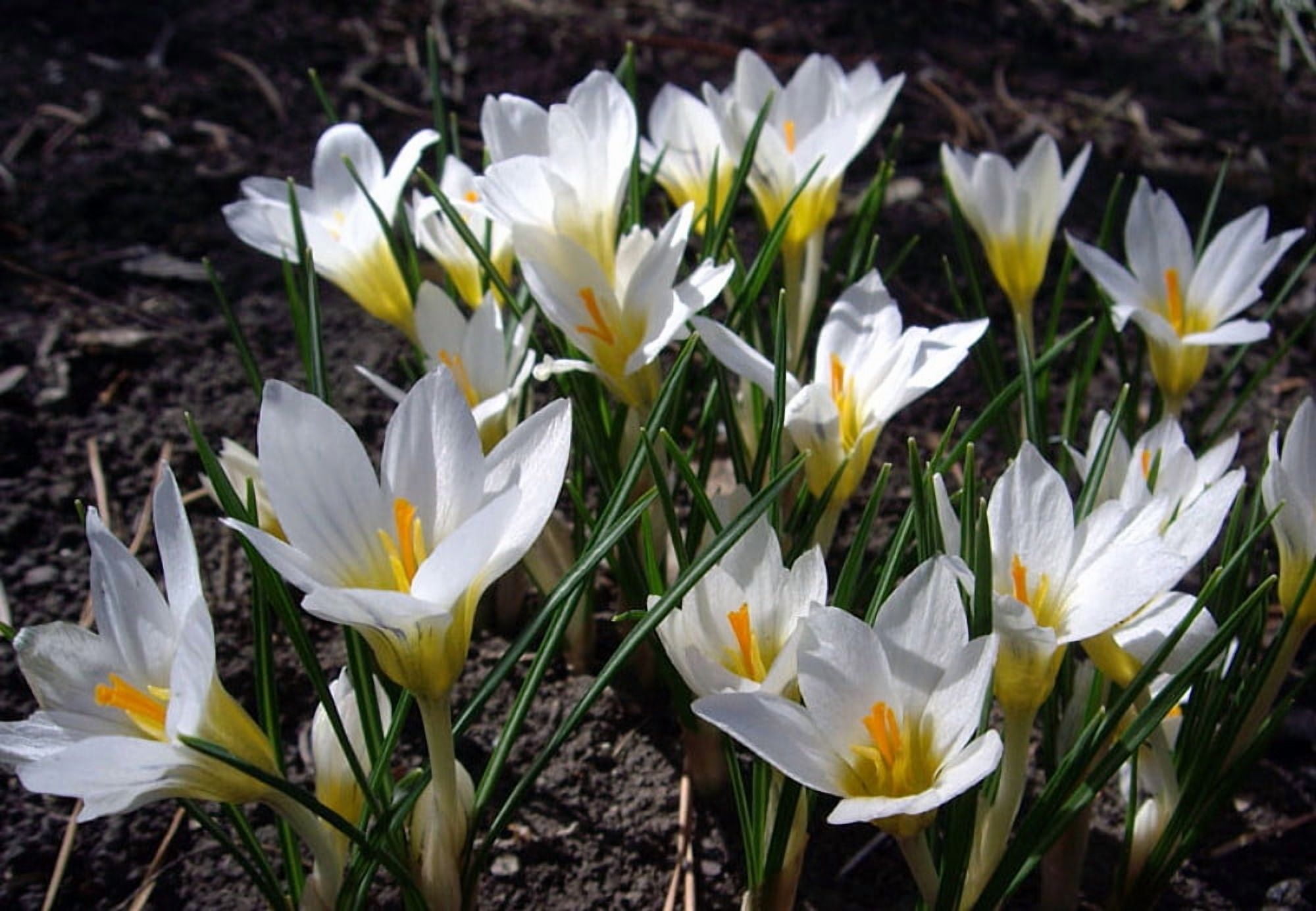 Snowbunting Snow Crocus - Snowy White! - 5/+ cm Bulbs- 20 Bulbs ...
