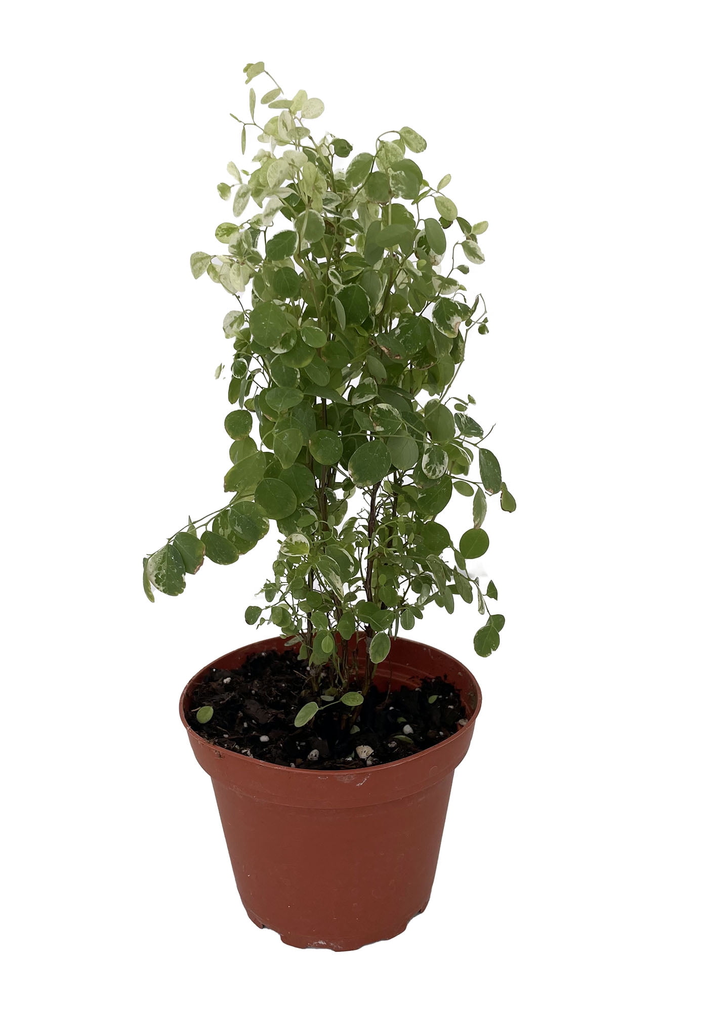 Snowbush - Breynia disticha - Great House Plant - 4" Pot - Walmart.com