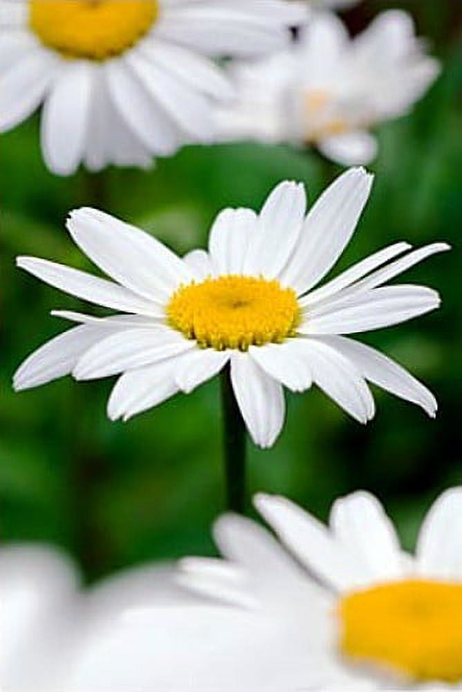 Snowcap Shasta Daisy - Leucanthemum - Compact Plant - Gallon Pot - Live ...