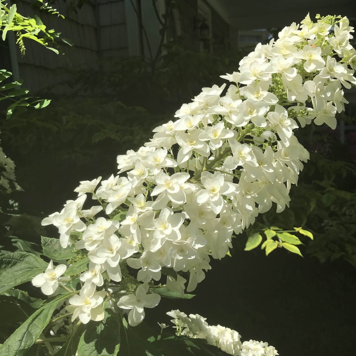 Snowcicle Oakleaf Hydrangea Dormant Bare Root Flowering Starter Shrub ...