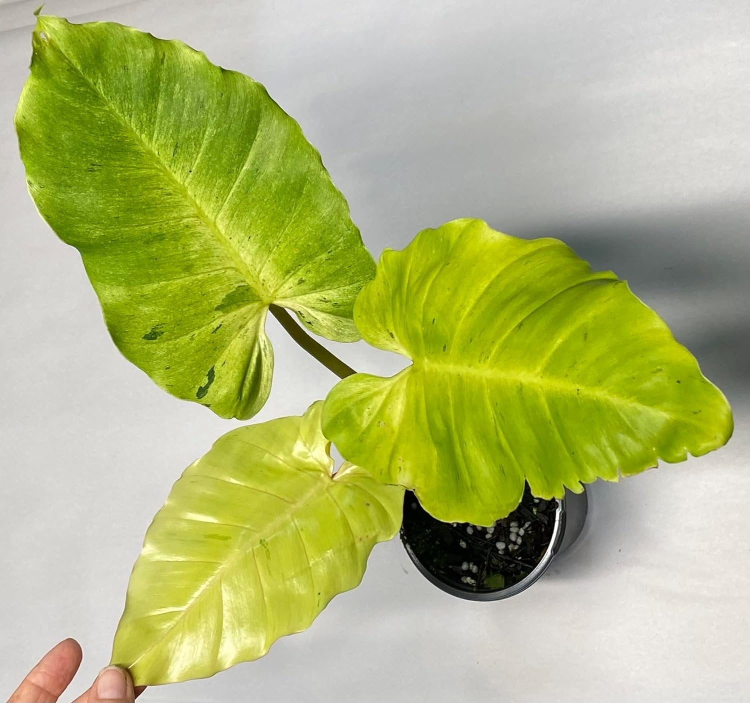 Snowdrift Philodendron - Live Plant in a 4 Inch Pot - Philodendron ...