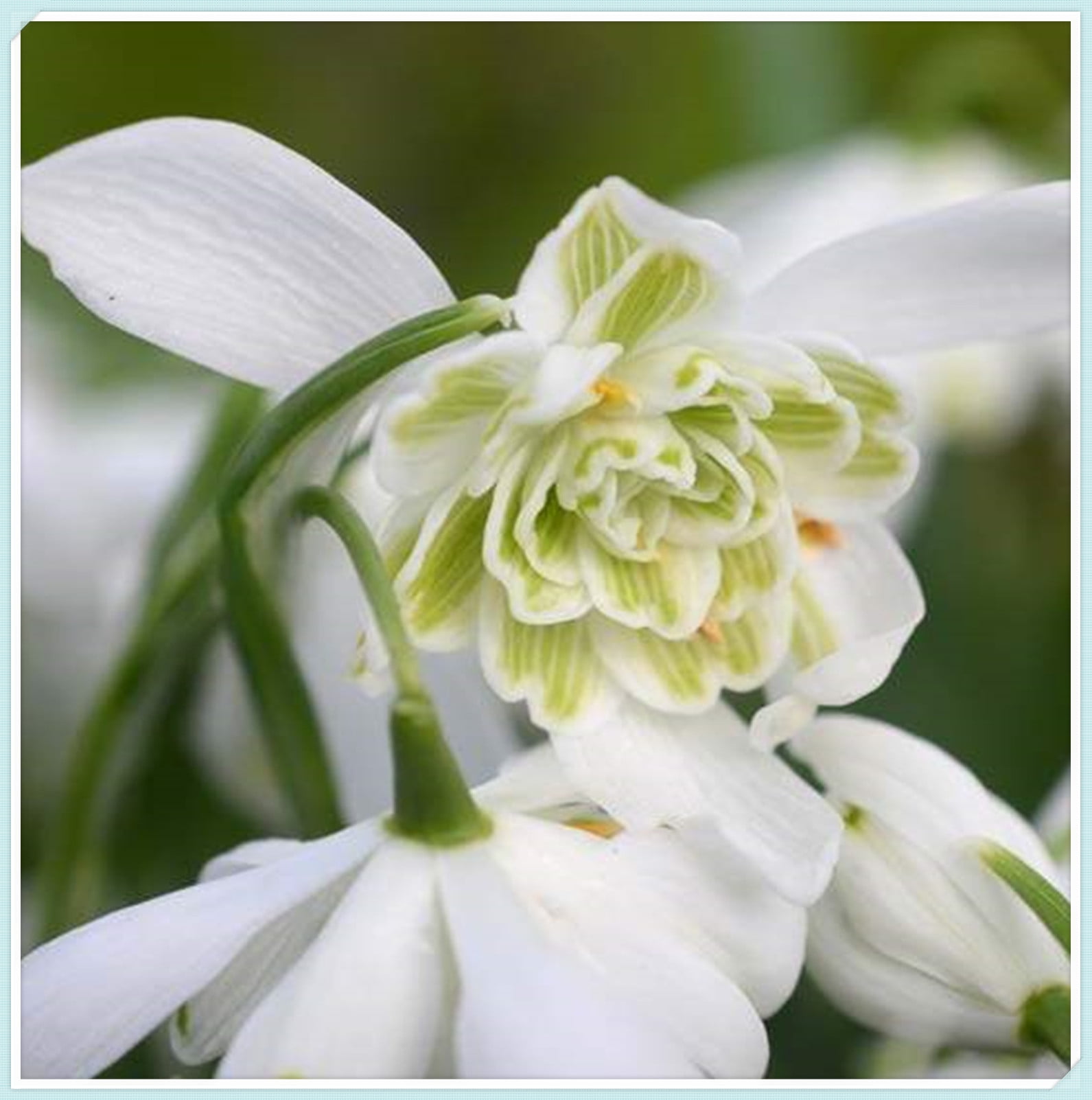 Snowdrop Bulbs For Planting / Perennial / Healthy / Snowdrop Bulbs for ...