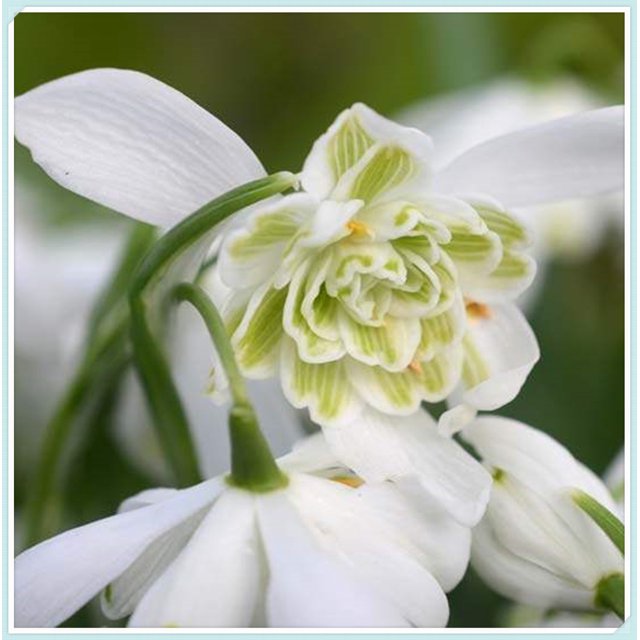 Snowdrop Bulbs For Planting / Perennial / Healthy / Snowdrop Bulbs for ...