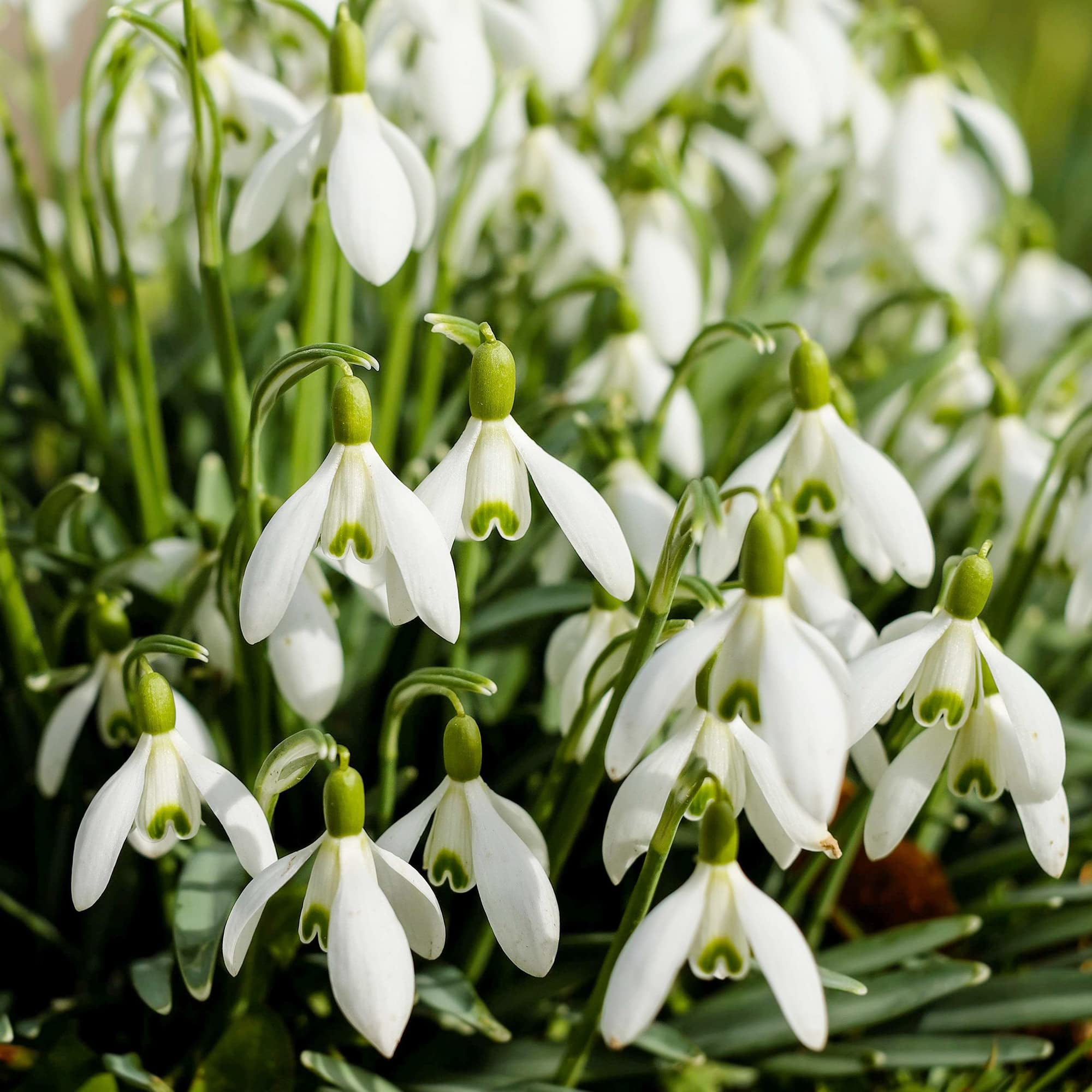 Snowdrop Seeds Galanthus Nivalis Perennial Hardy Low MHD1Maintenance ...