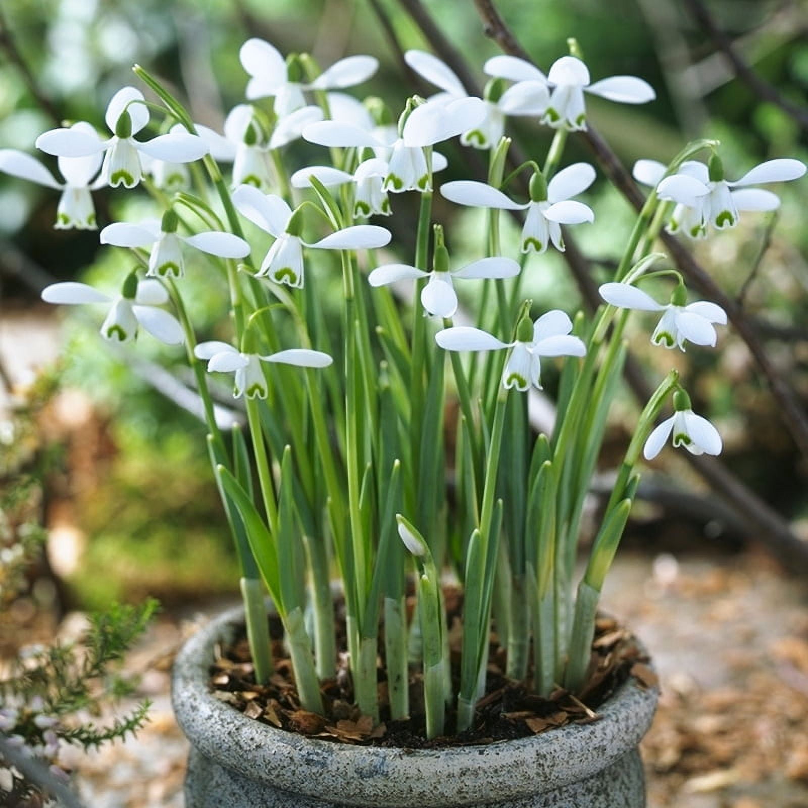 Snowdrops (Galanthus Nivalis) Flower Bulbs - 25 Bulbs per Pack ...