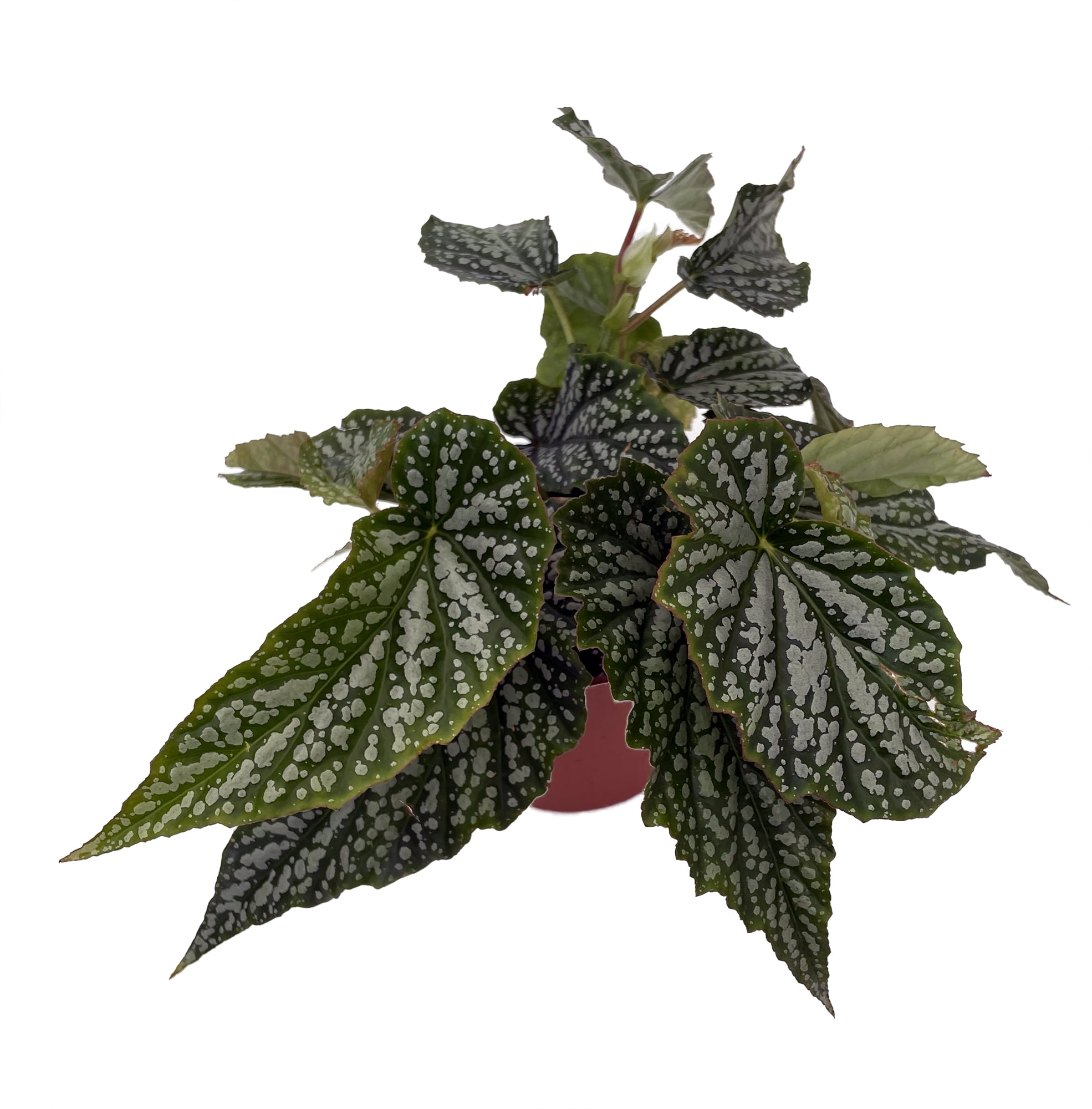 Hirt's Gardens Snowfall Begonia Plant, 3.75-Inch Pot, Easy Care ...
