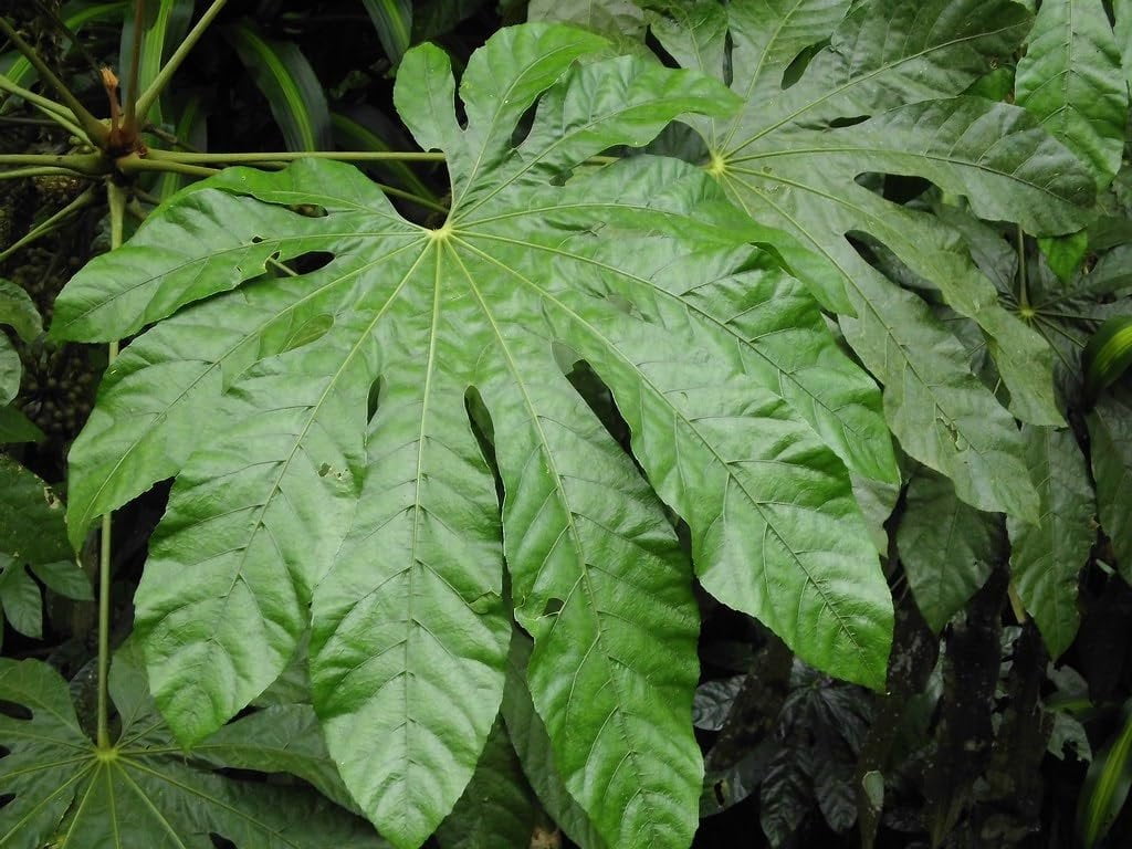Snowflake Aralia - Live Starter Plant in a 2 Inch Pot - Trevesia ...