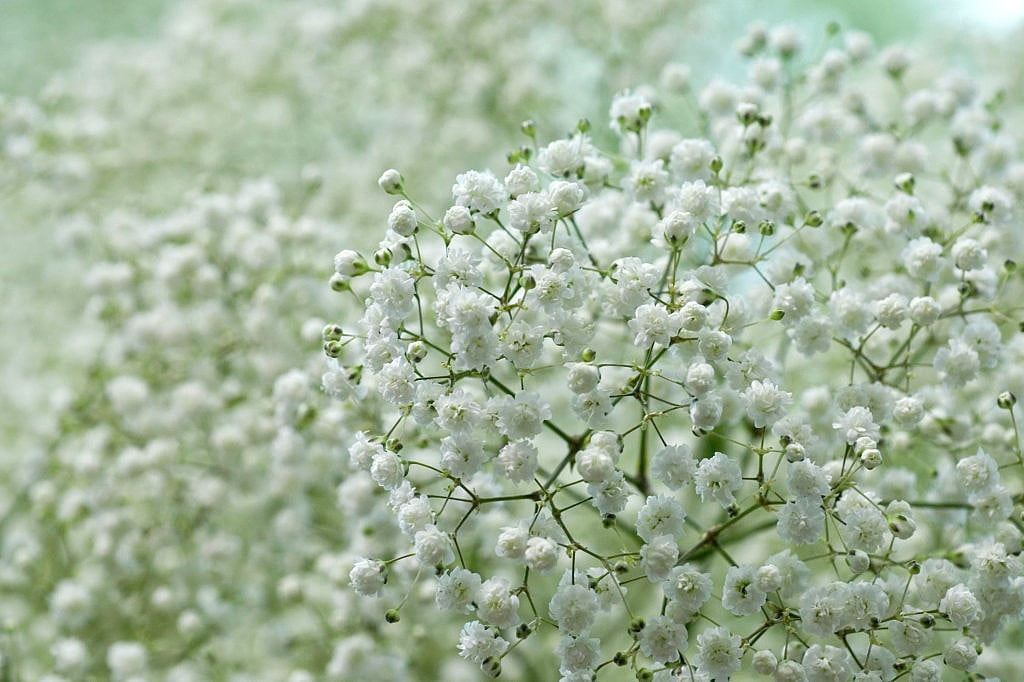 Snowflake Babies Breath - Gypsophila paniculata 'Perfecta' - Live Plant ...