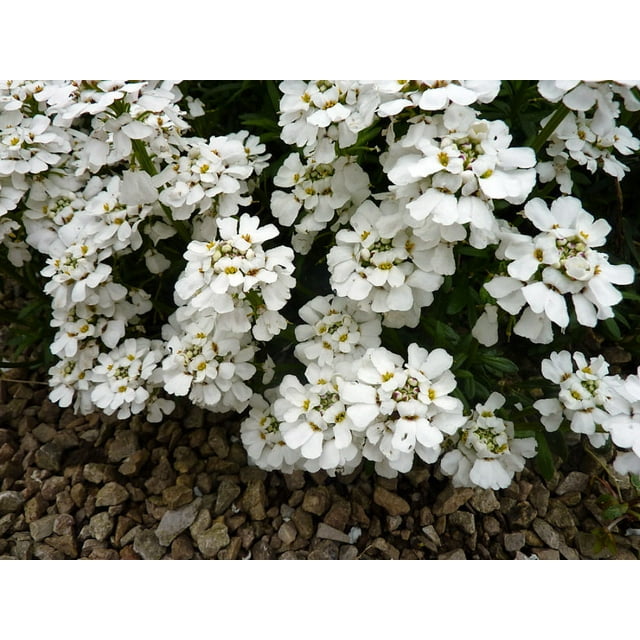 Snowflake Candytuft Perennial - Iberis - Gallon Pot - Walmart.com