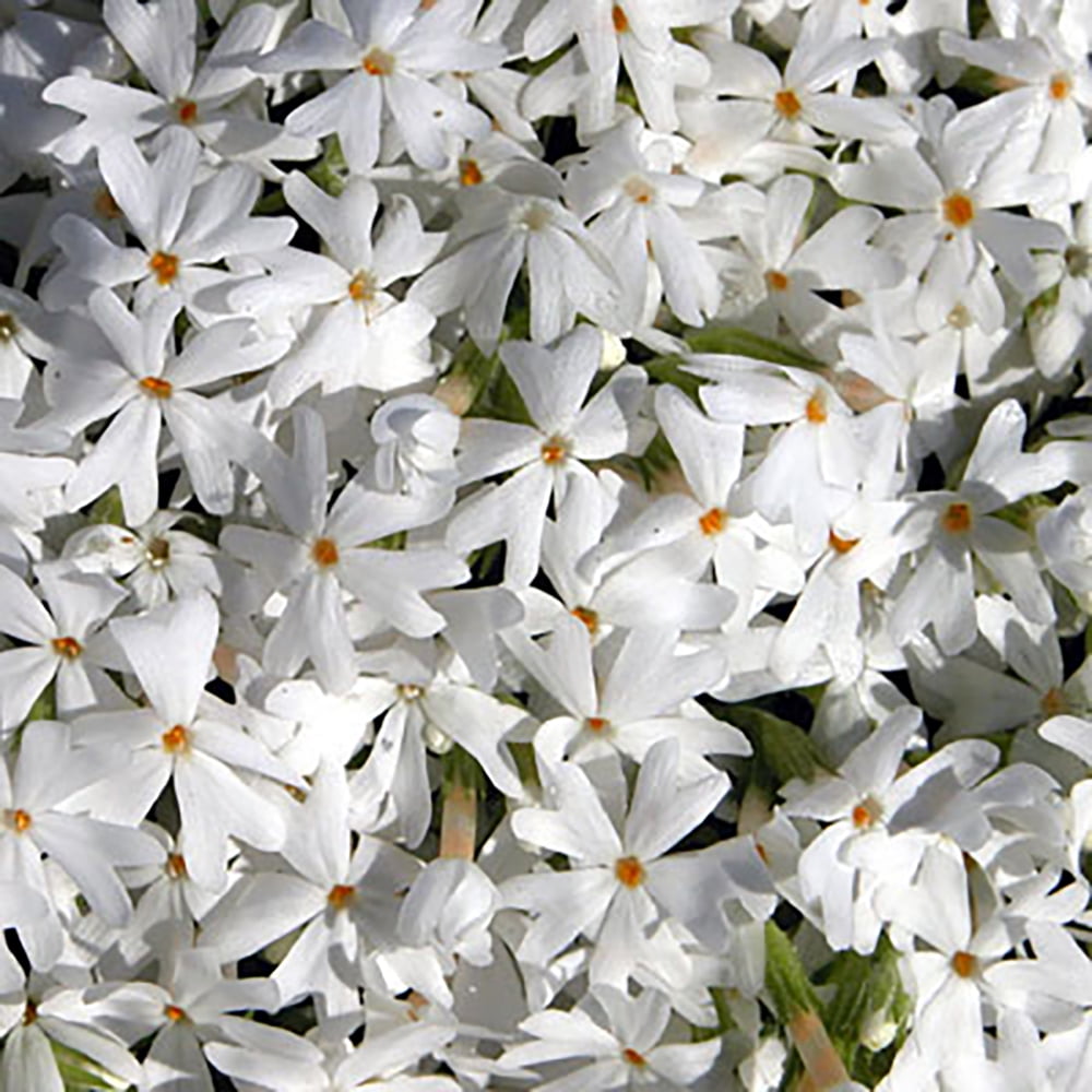 Hirt's Gardens Snowflake Creeping Phlox, White Flowers, Perennial Plant ...