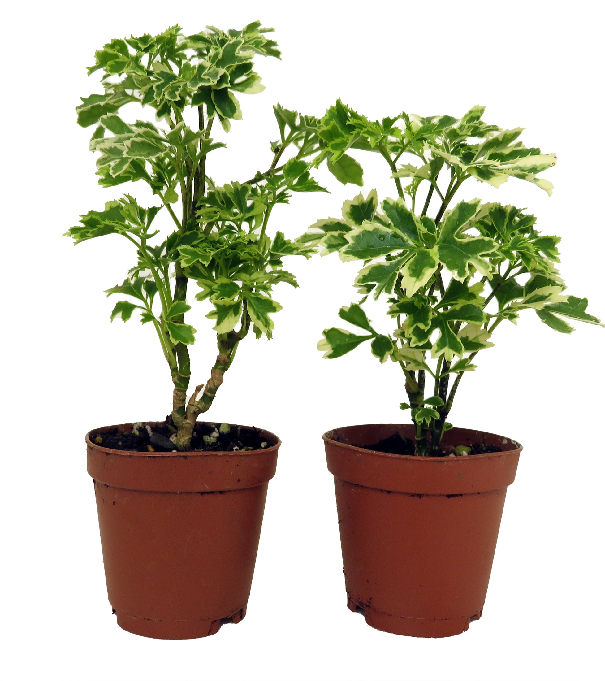 Snowflake Ming Aralia Bonsai Tree - Polyscias fruticosa - 2 Pack in 2 ...