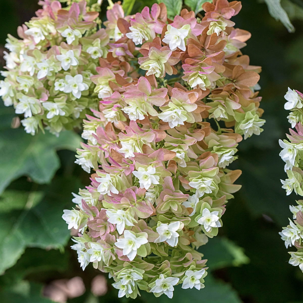 Snowflake Oakleaf Hydrangea Flowering Starter Shrub grown in a 4 inch ...