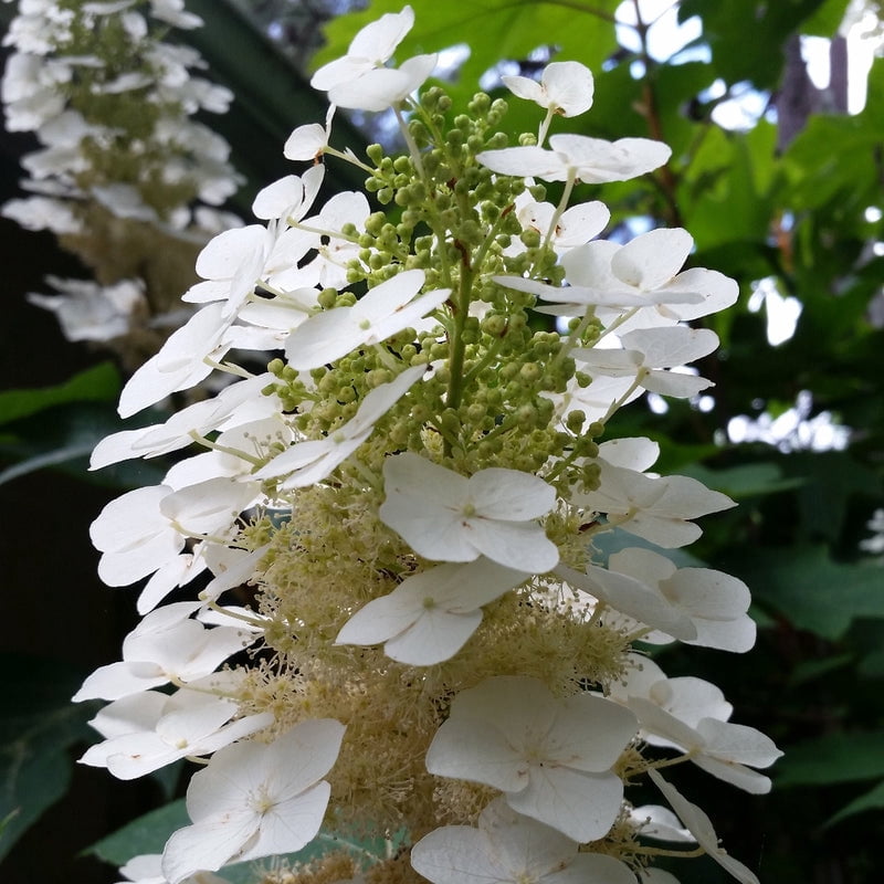 Snowflake Oakleaf Hydrangea Live Shrub – 2 Gallon - Walmart.com