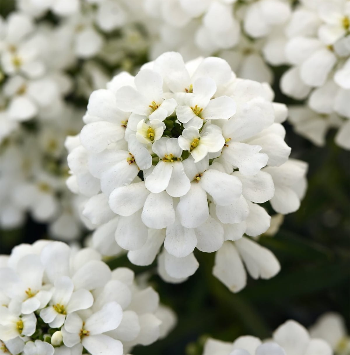 Snowsation™ Candytuft Perennial - Iberis - Quart Pot - Walmart.com