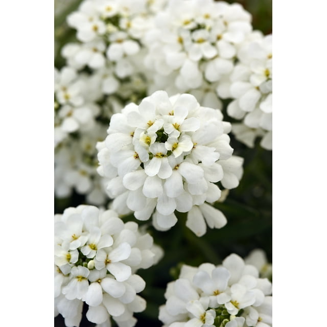 Snowsation™ Candytuft Perennial Plant - Iberis - Full Sun Garden ...