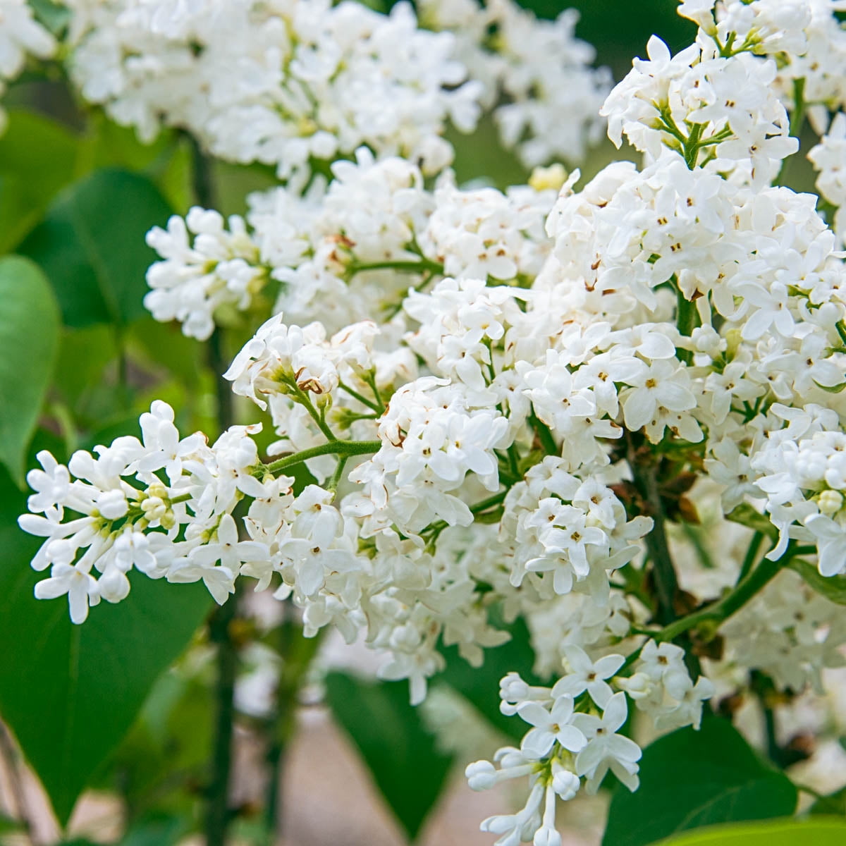 Snowy Beach Party Lilac Bush Potted Flowering Shrub, in a 2.50 Qt. Pot ...