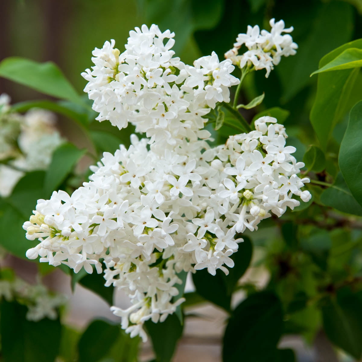 Snowy Beach Party Lilac White Flowering Lilac Deciduous Shrub , in a 1 ...
