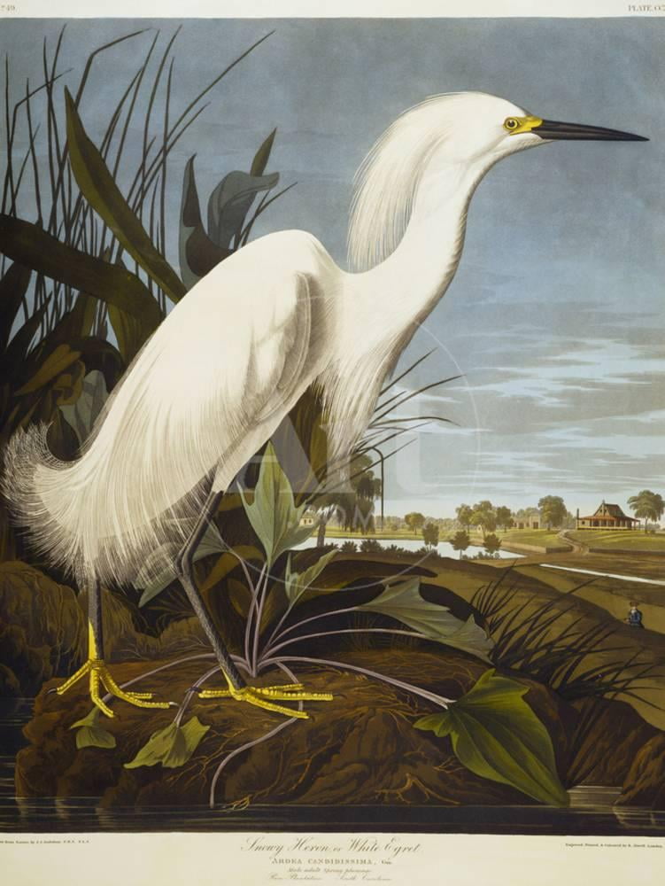 Snowy Heron or White Egret Snowy Egret, Animals Unframed Giclee Print ...