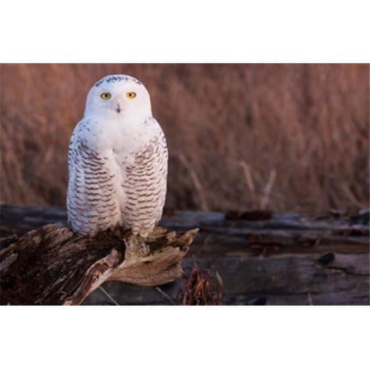Snowy Owl British Columbia Canada Poster Print by Art Wolfe - 27 x 18 ...