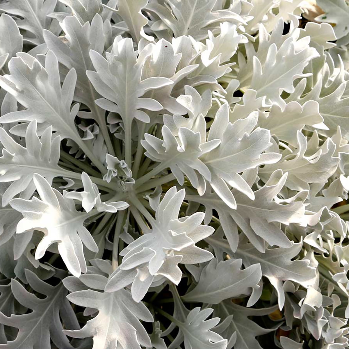 Snowy Owl Centaurea Plant - Wormwood/Dusty Miller - 5" Pot - Walmart.com