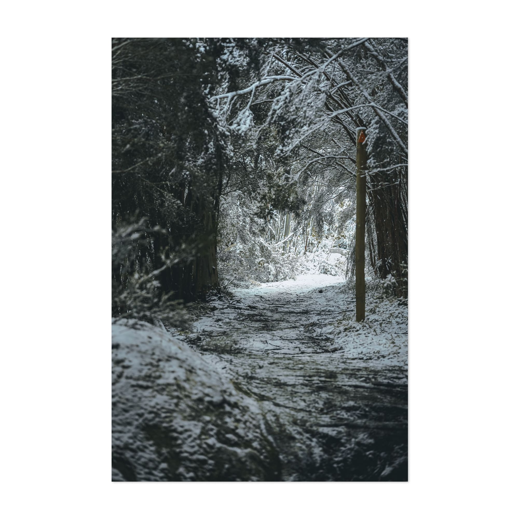 Snowy Trails - Baw Baw Victoria Australia Photography Snow Winter ...