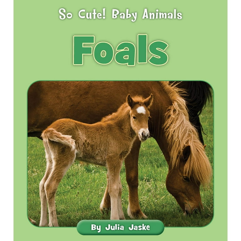 Cute Baby Foals