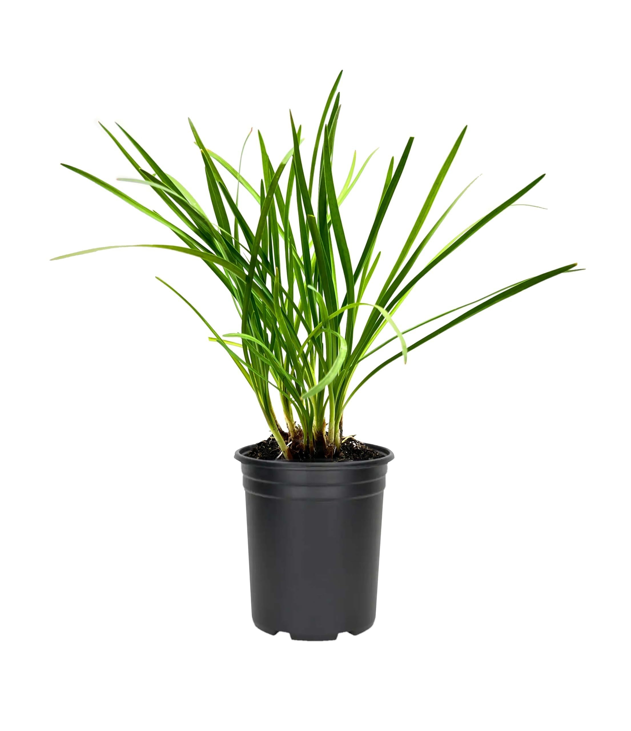 Society Garlic | 3 Large Gallon Size Plants | Tulbaghia Violacea ...