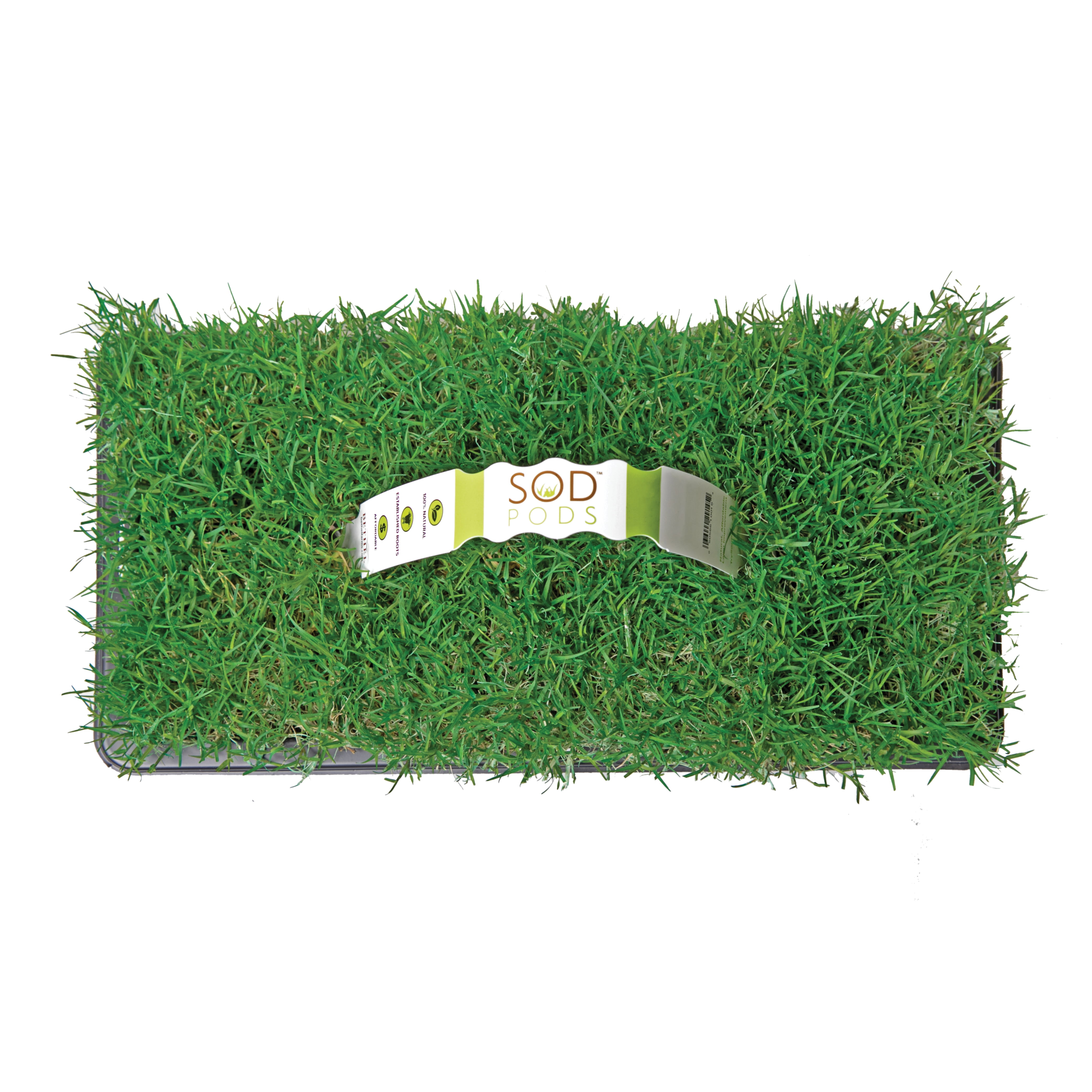 SodPods Bermuda Grass Plugs for Lawn Improvement & Soil Repair (32 ...