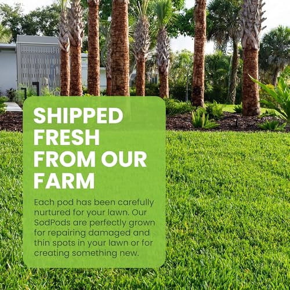 SodPods® St Augustine Seville Grass Plugs (16-Count) Drought Tolerant Grass Plug, Fast-Growing ...