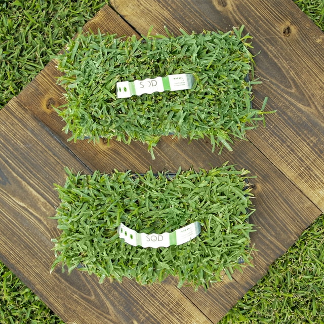 Sodpods St Augustine Grass Plugs Sunshade 16 Count Lawn Repair