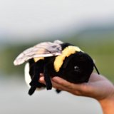 Soft Bee Plush Toy, Stuffed Animal Doll,Cute Honeybee Plush Doll,17cm ...