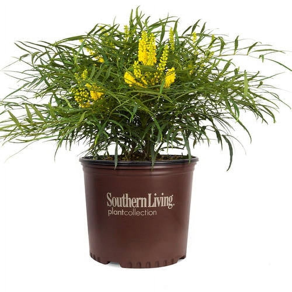 Southern Living Soft Caress Mahonia Live Shrub in 2-Gallon Grower Pot ...