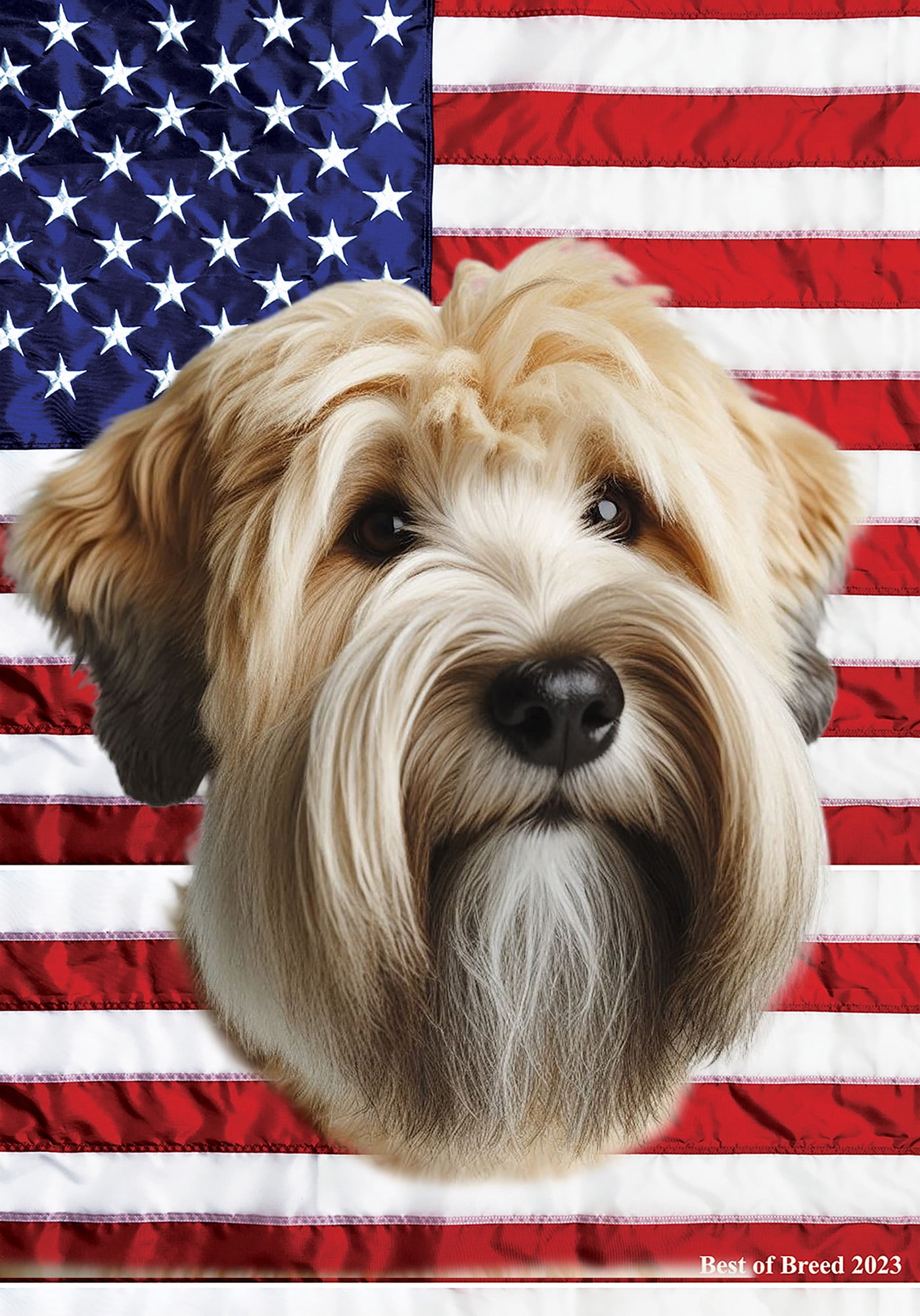 Soft Coated Wheaton Terrier - Best of Breed All-American Patriotic III ...