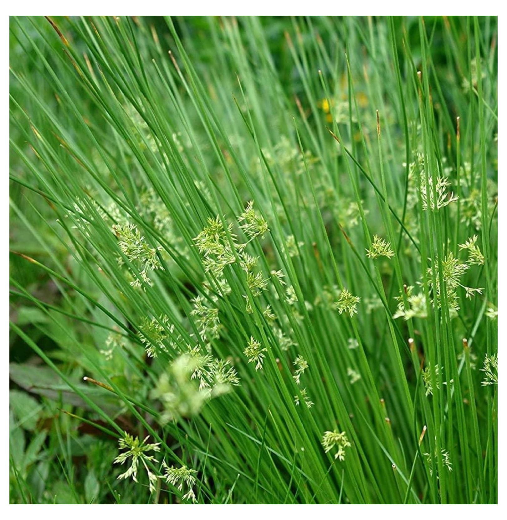 Soft Rush, a Great Live Pond Plant for Your Water Garden. Filters koi ...