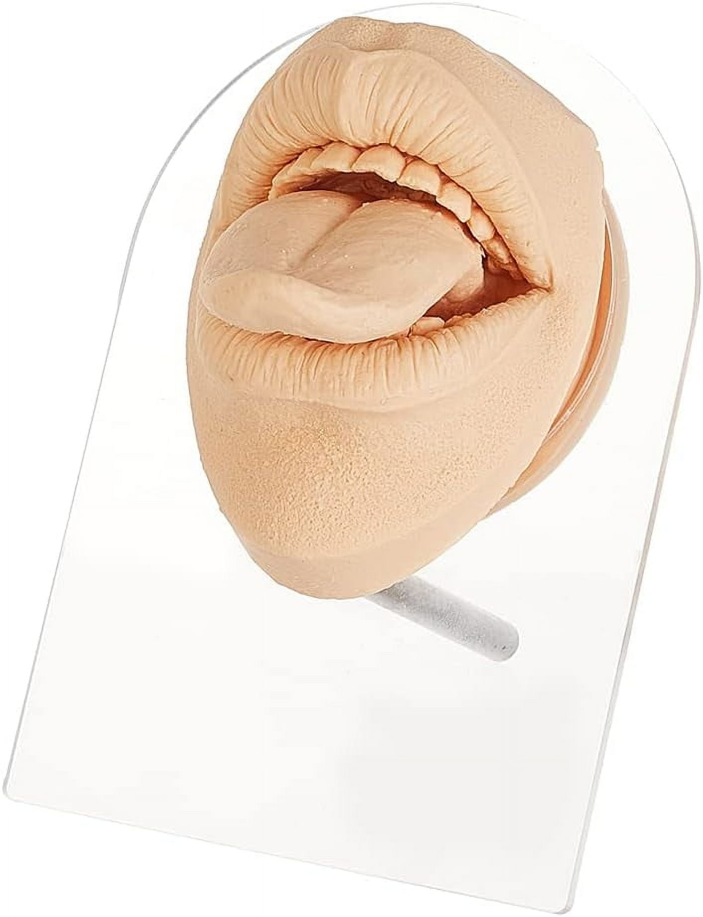 Soft Silicone Flexible Model Body Displays with Acrylic Stands Jewelry Display Teaching Tools ...