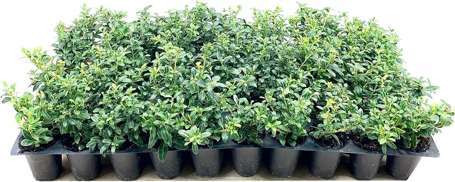 Soft Touch Compact Japanese Holly 3 Live Plants Ilex crenata Low ...