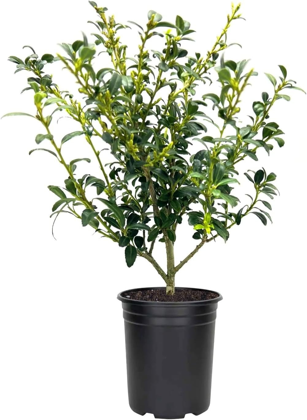 Soft Touch Compact Japanese Holly I 5 Live Quart Size Plants Dense ...